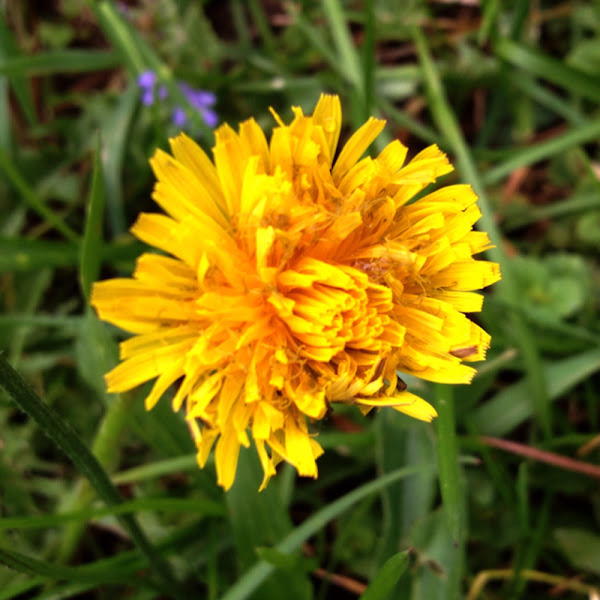 Dandelion | Project Noah