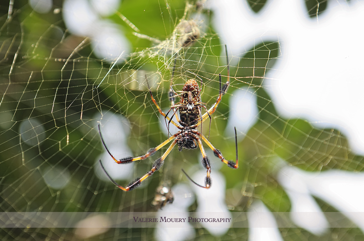 Golden Silk Orb-Weaver | Project Noah