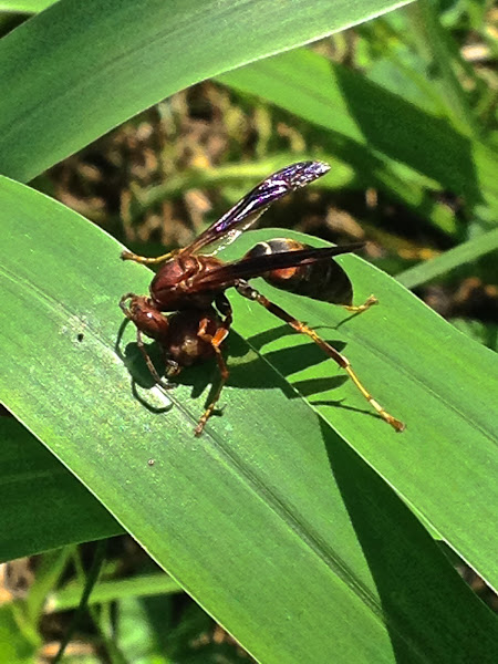Dark Paper Wasp | Project Noah