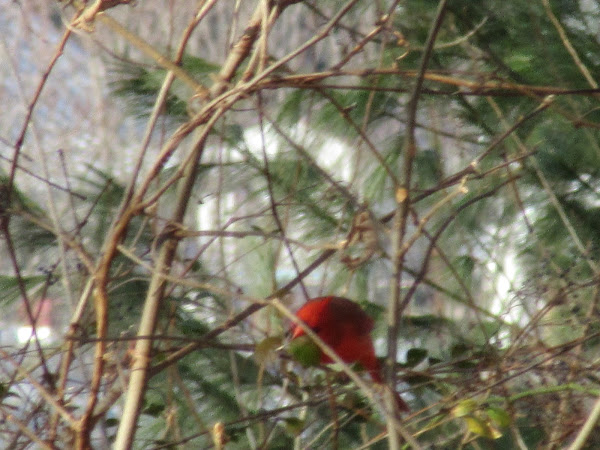 Northern Cardinal | Project Noah