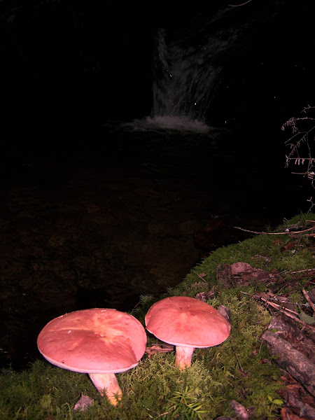 Black Velvet Bolete | Project Noah