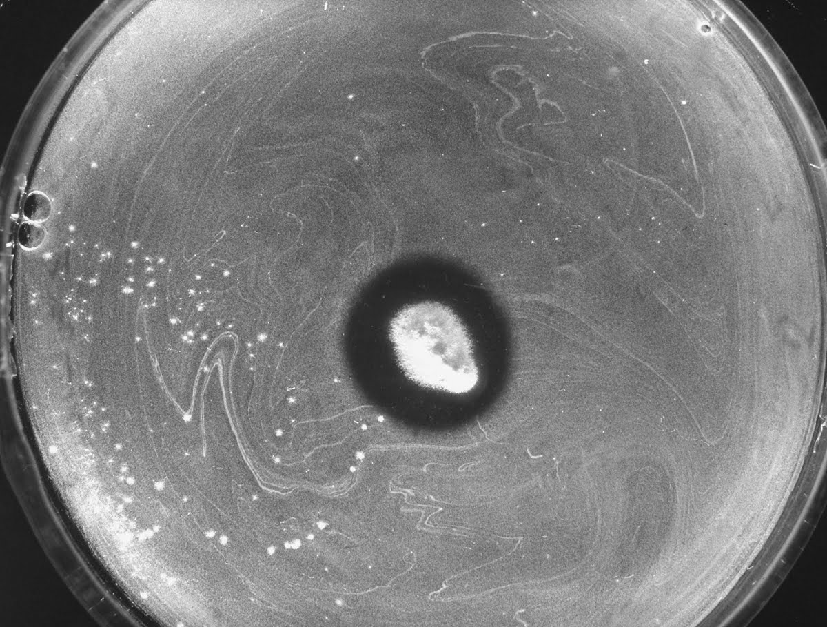 People of Science: Alexander Fleming and Howard Florey - The Royal ...