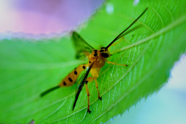 Ichneumon Wasp | Project Noah