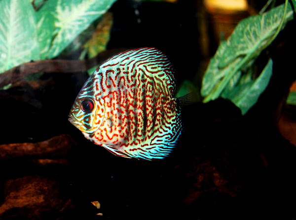 Discus | Project Noah