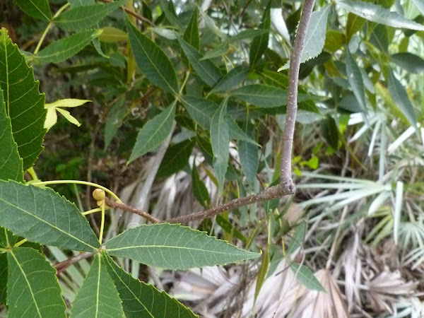 Scrub Hickory | Project Noah