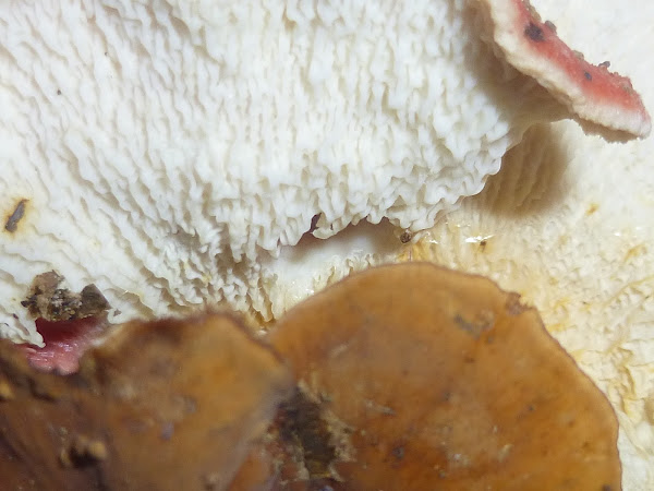 Phlebia incarnata | Project Noah