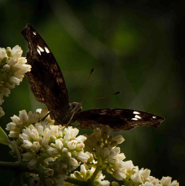 Brown Pansy | Project Noah