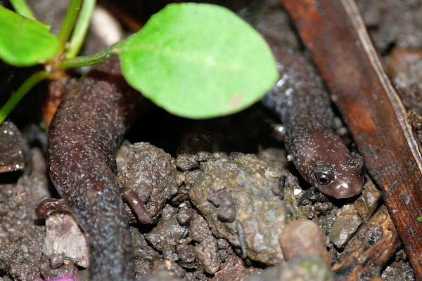 Worm Salamander | Project Noah