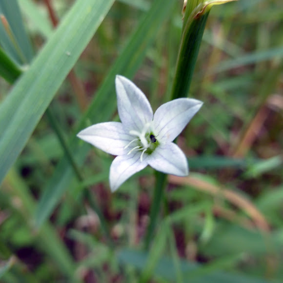 Marsh Bellflower | Project Noah