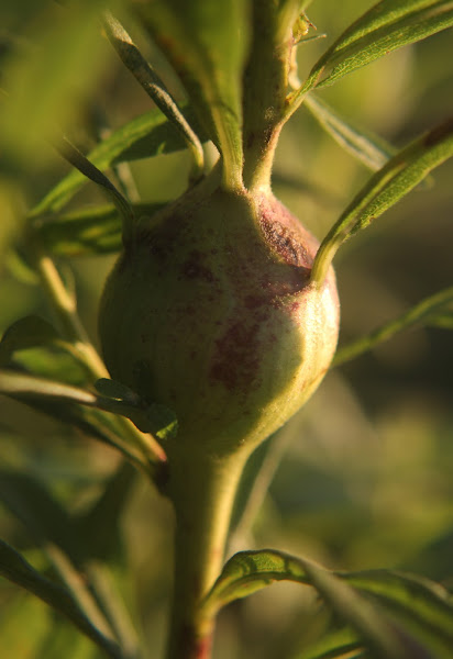 Goldenrod Gall Fly gall | Project Noah