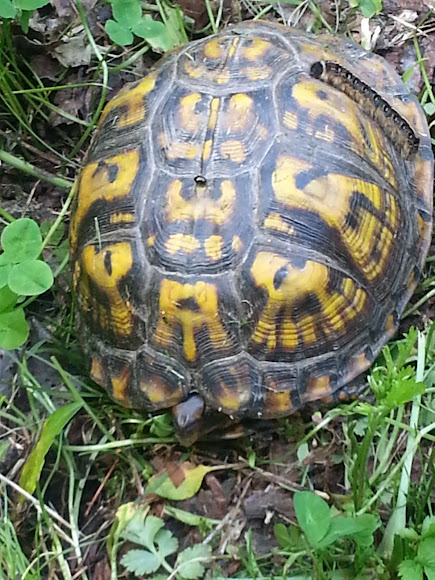 Eastern Box Turtle | Project Noah