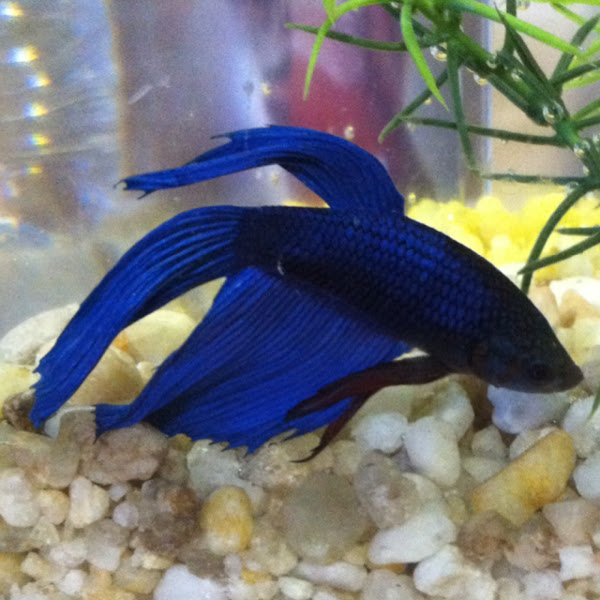 Veiltail Betta | Project Noah