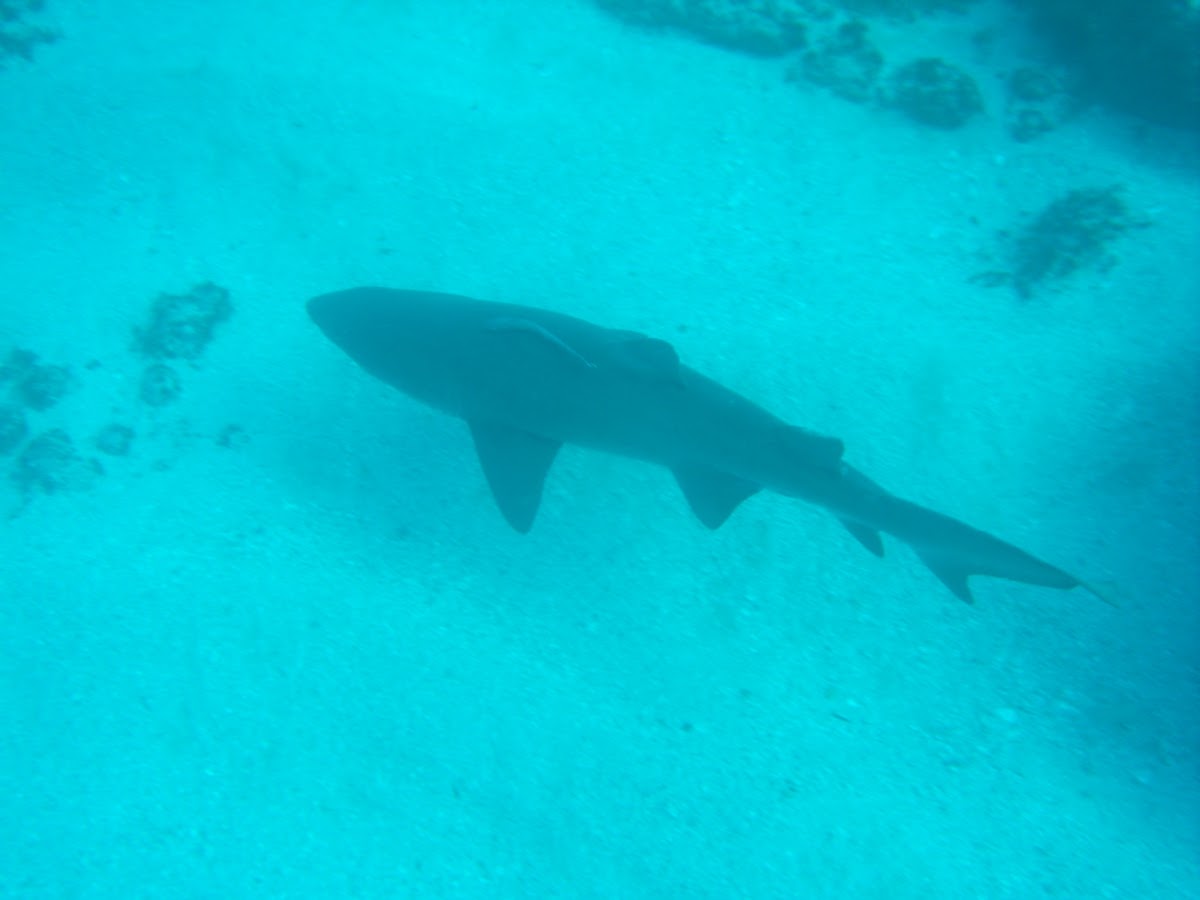 Sand Tiger Shark / Ragged tooth | Project Noah