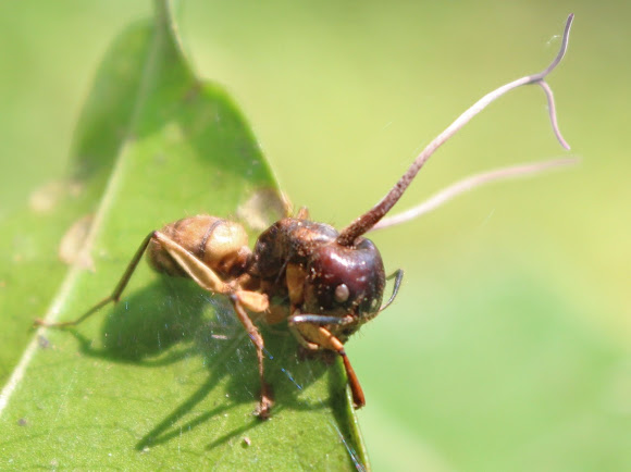 Zombie Ant Infected Project Noah