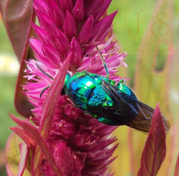 cuckoo wasp | Project Noah