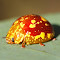 Spotted Paropsine Beetle | Project Noah