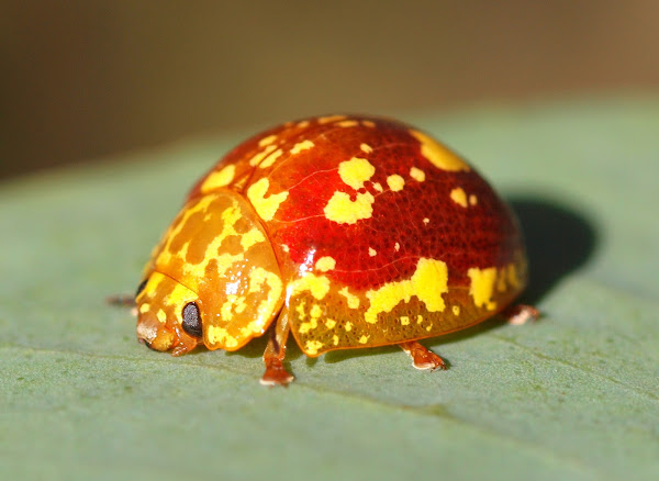 Spotted Paropsine Beetle | Project Noah