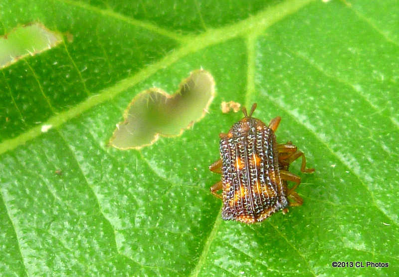 Lantana Leafminer Beetle | Project Noah