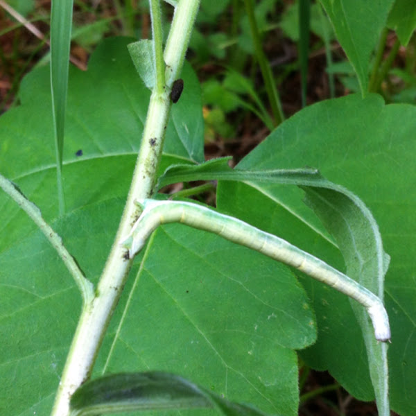False crocus geometer | Project Noah