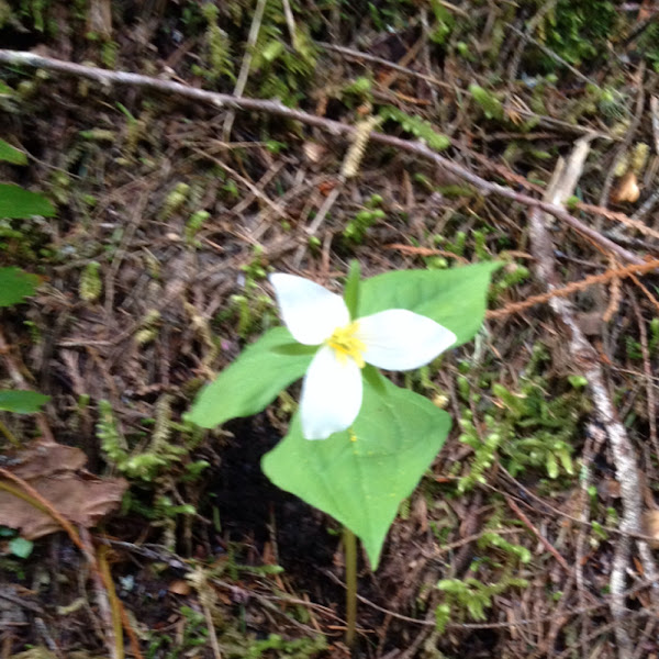 Trillium | Project Noah