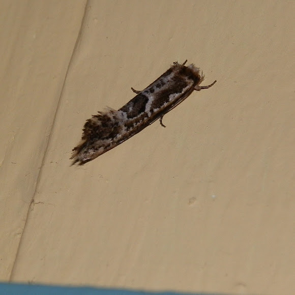 Tineid Moth | Project Noah