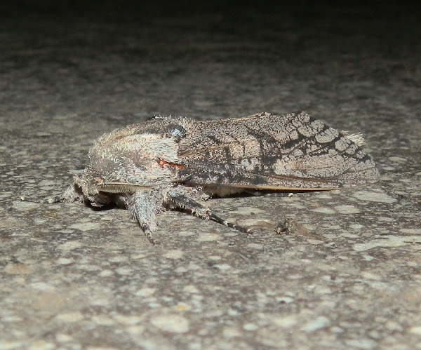 Cossid Moth 9 -♂ | Project Noah