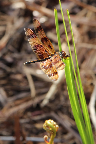Painted Skimmer | Project Noah