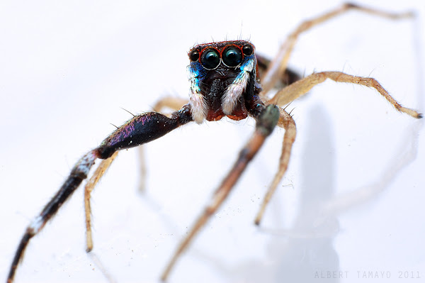 Jumping Spider | Project Noah