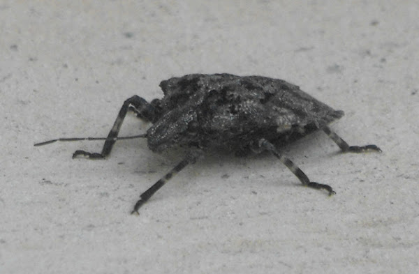 Tree Stink Bug | Project Noah
