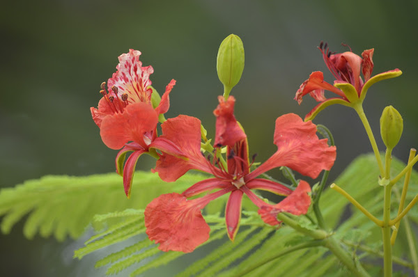 Tabachin Tree Flowers (Flamboyant) | Project Noah