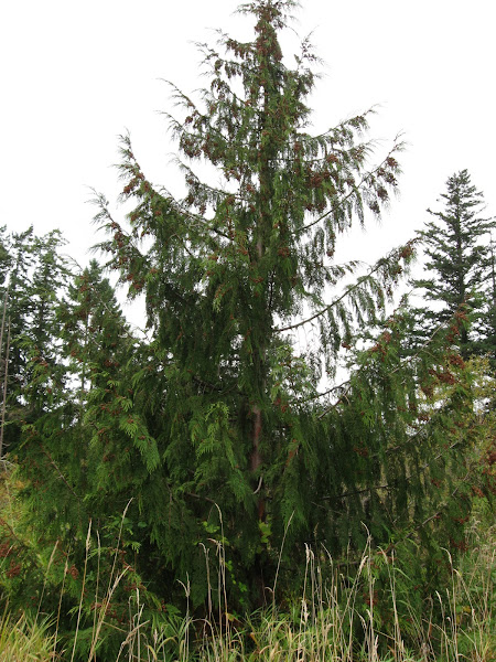 Western Red Cedar | Project Noah