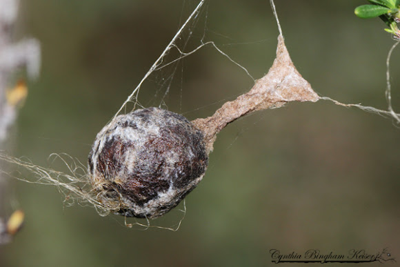 Bolas Spider egg sacs | Project Noah
