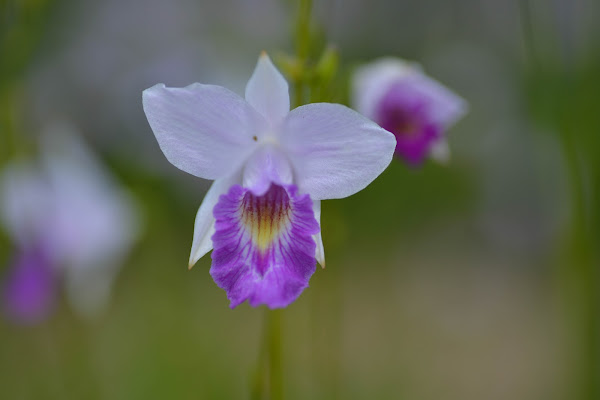 Orchid | Project Noah