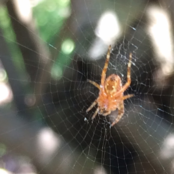 Labyrinthine orb-weaver spider | Project Noah