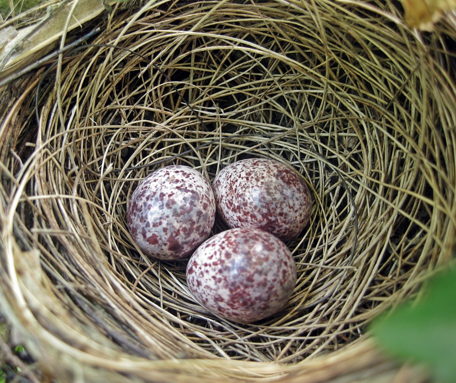 Eggs of Red-Whiskered Bulbul | Project Noah