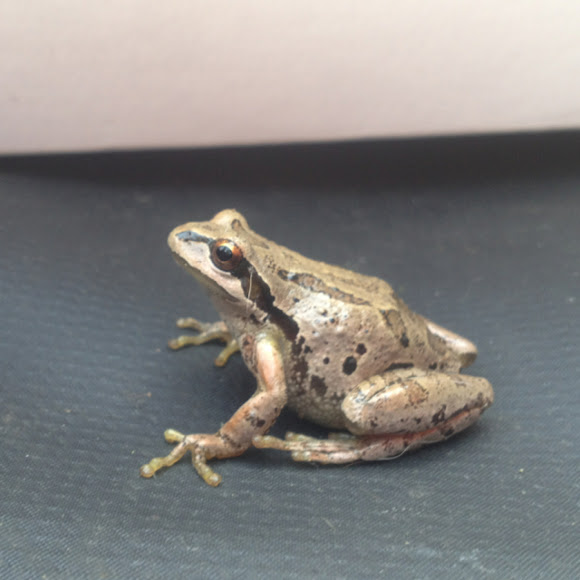 Northern Pacific Treefrog | Project Noah