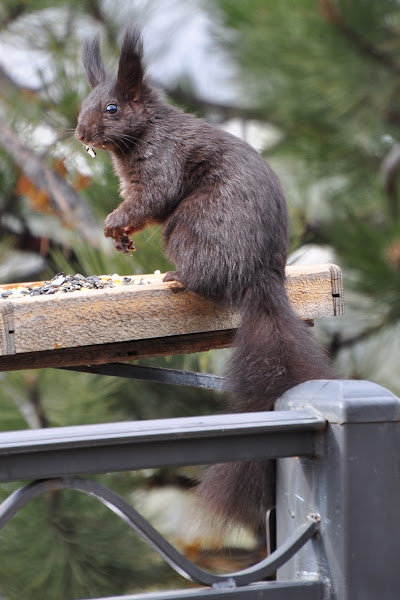 Abert's Squirrel | Project Noah