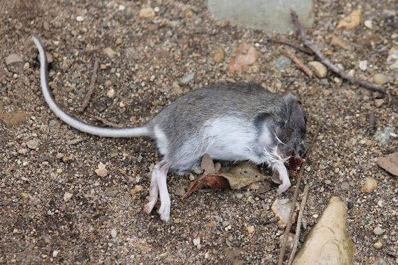 deer mouse | Project Noah