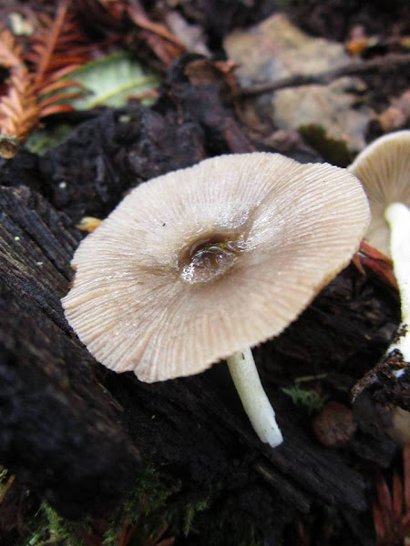 Bolbitius reticulatus | Project Noah