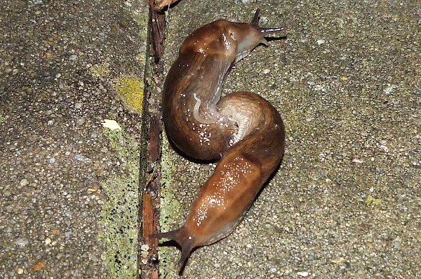 Dusky Slugs (mating) | Project Noah