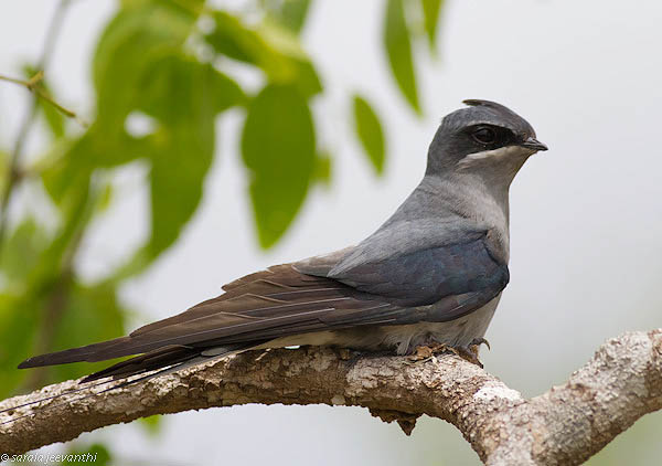 Crested Treeswift | Project Noah
