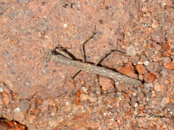 Ground Mantid | Project Noah