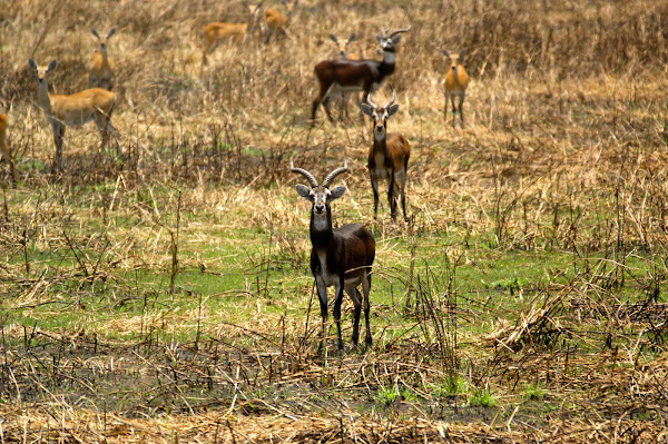 White-eared Kob | Project Noah
