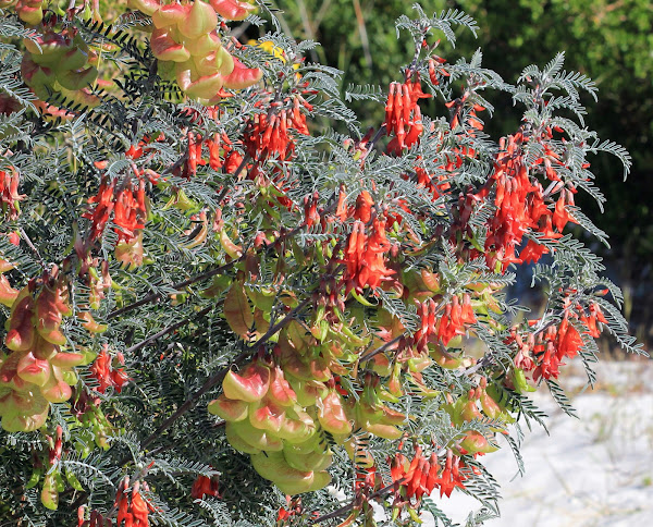 Cancer bush | Project Noah