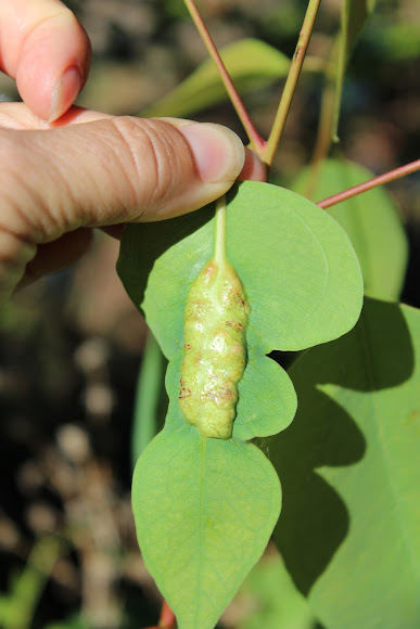 Eucalyptus Gall | Project Noah