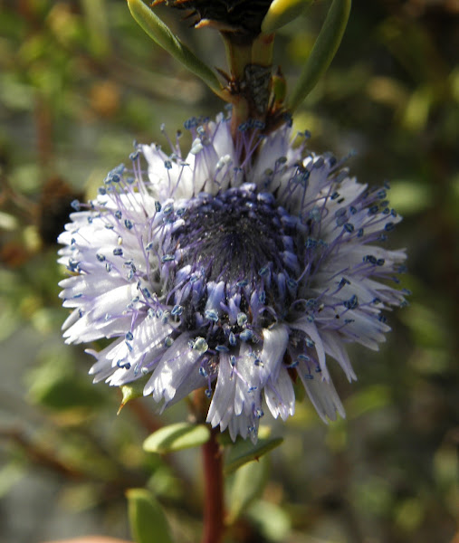 Alipo | Project Noah