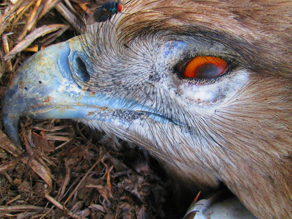 Hawks | Project Noah