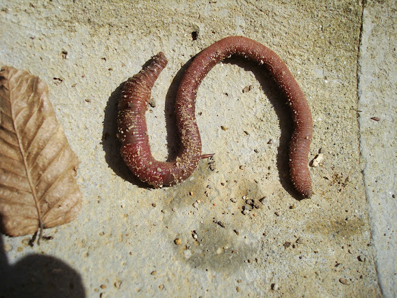 Common Earthworm / Gujavica | Project Noah