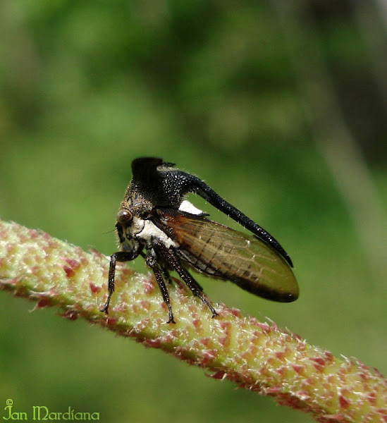 Membracid Treehopper | Project Noah