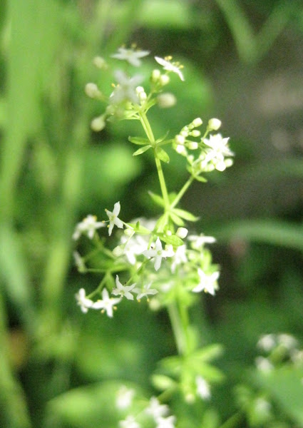Smooth Bedstraw | Project Noah